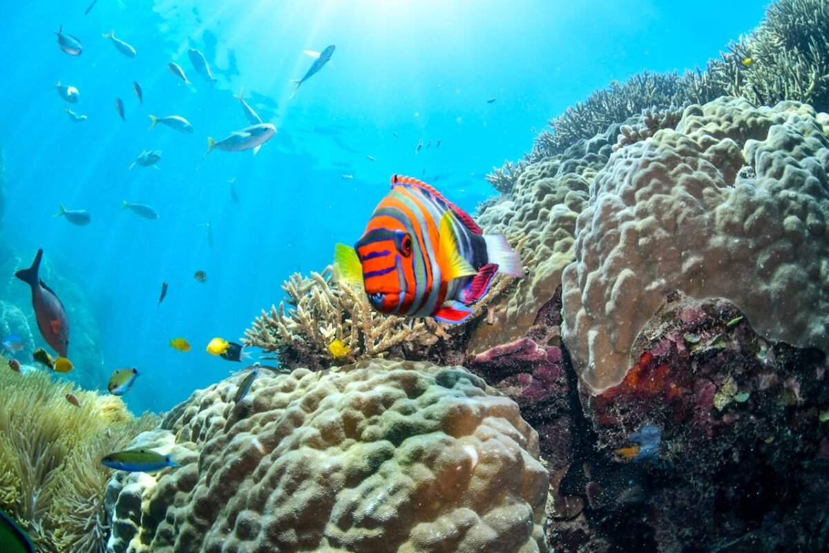 Top 5 Dive Operators on the Great Barrier Reef Committed to Conservation